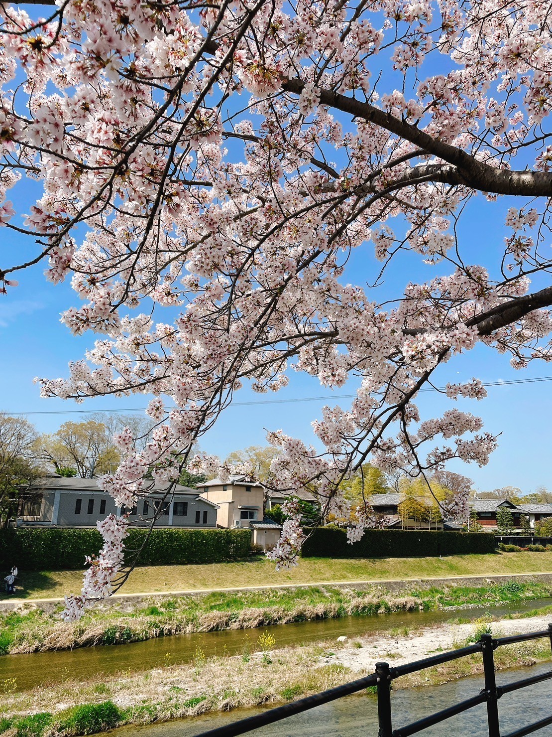 Morning cherry blossoms and night cherry blossoms | 京からよみもの Living in Kyoto